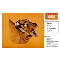 Cougar Puma Mountain Lion Panther by Peggy Culpepper- Series 3E Page 6 ...